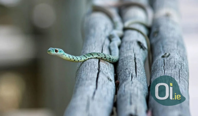 Is it true that there are no snakes in Ireland? – Oi.ie – Brasileiros ...